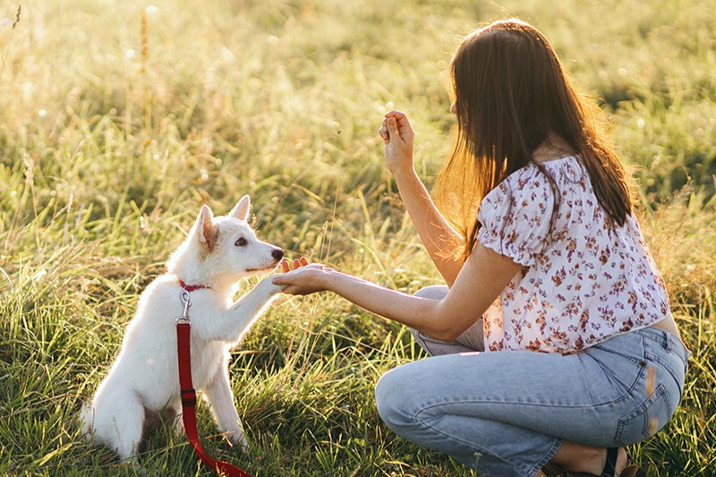 Welpenschule | DAS FUTTERHAUS