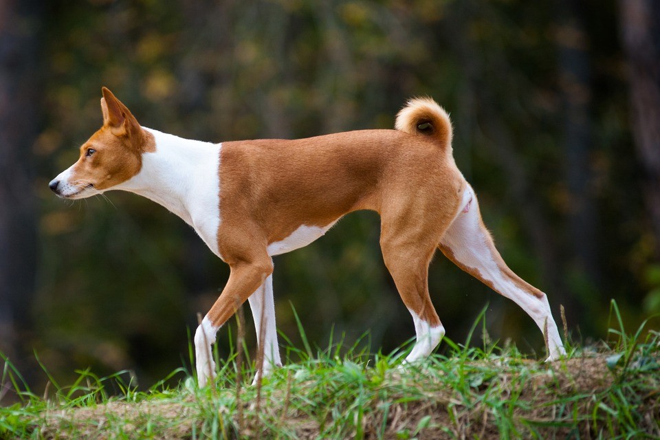 Basenji - Rasseportrait | DAS FUTTERHAUS